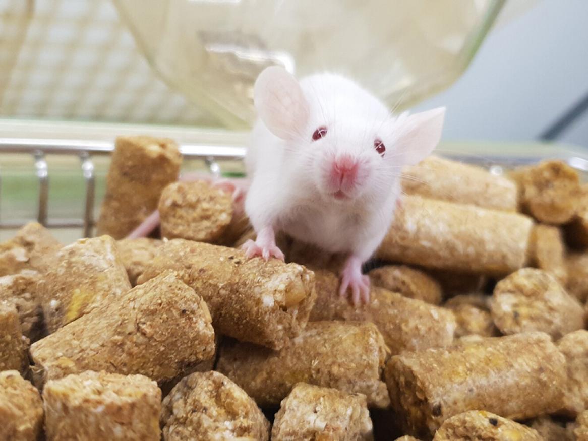 Products & Services | Laboratory Animal Services | University of Adelaide