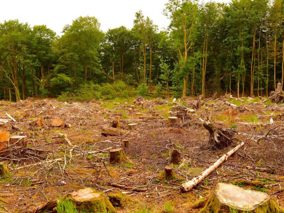 DAFF timber testing trial reveals urgent need for stronger illegal ...