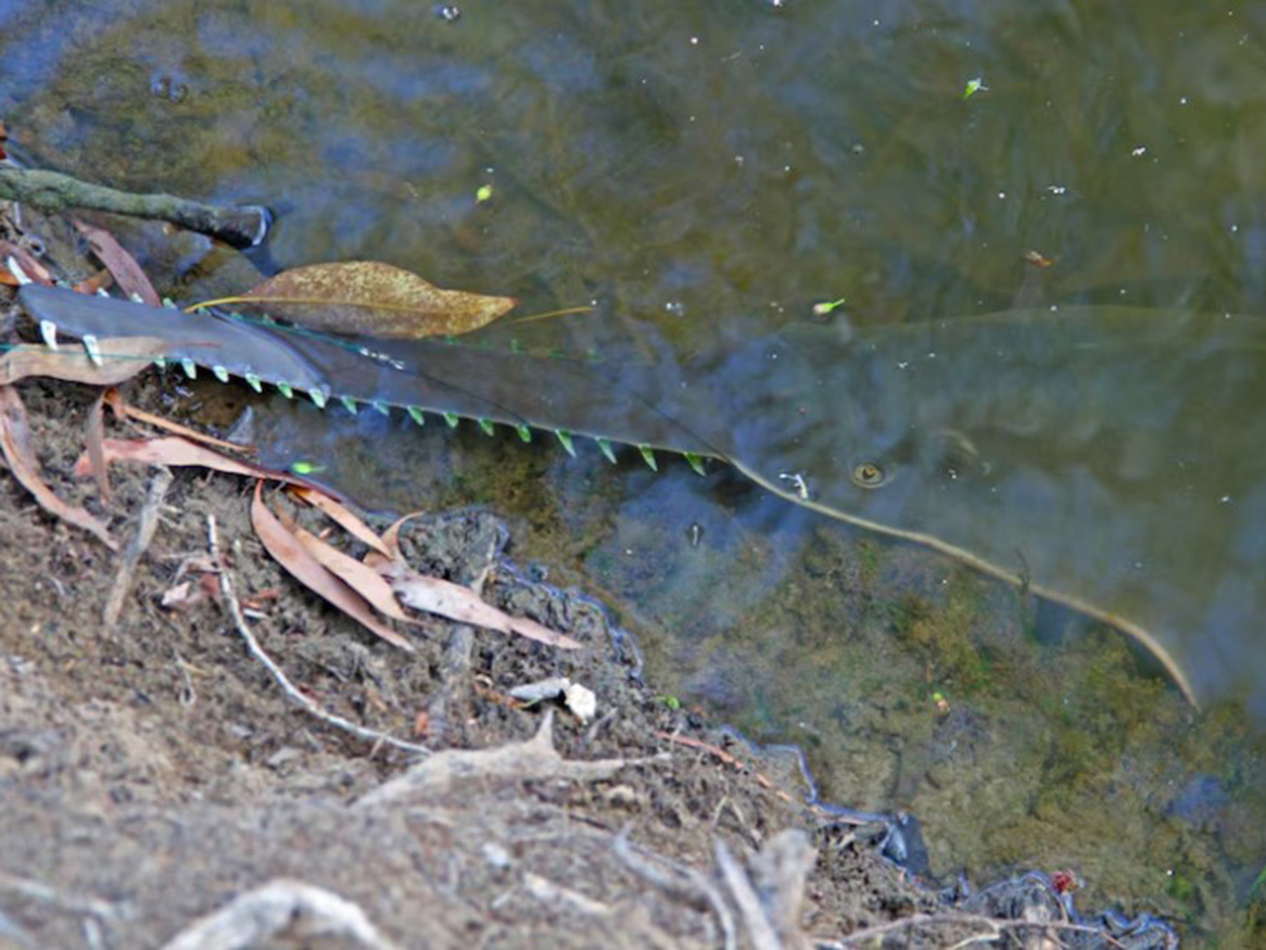 Urgent action needed to protect Australia’s freshwater fish species ...