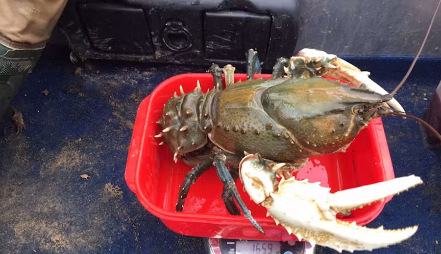 The Reintroduction of the Murray Crayfish in South Australia ...