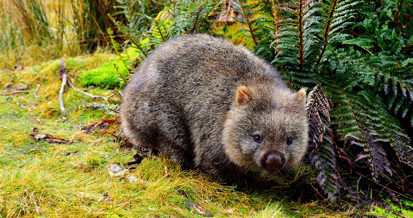 Tracking Wombats and Rabbits from Space | Environment Institute ...
