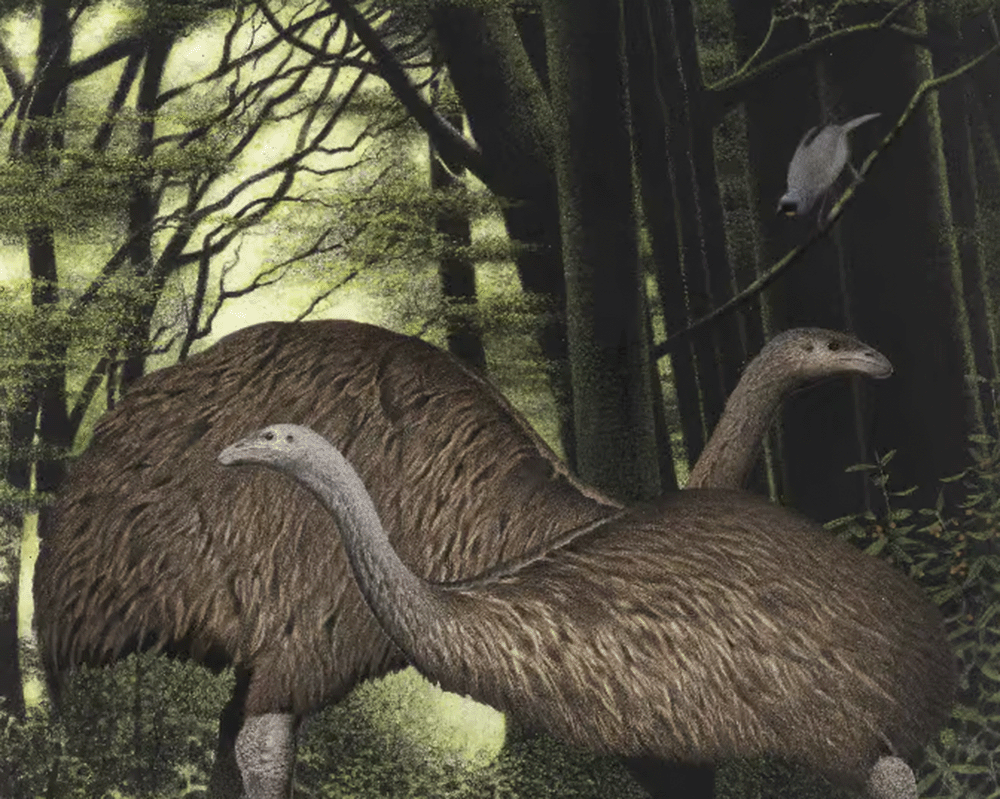 What Moa Extinction Teaches Us About Conservation Today | Environment ...