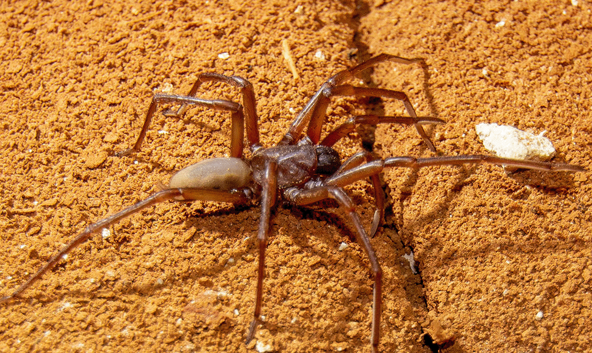 Applying the IUCN Species Conservation Cycle in Australia | Environment ...