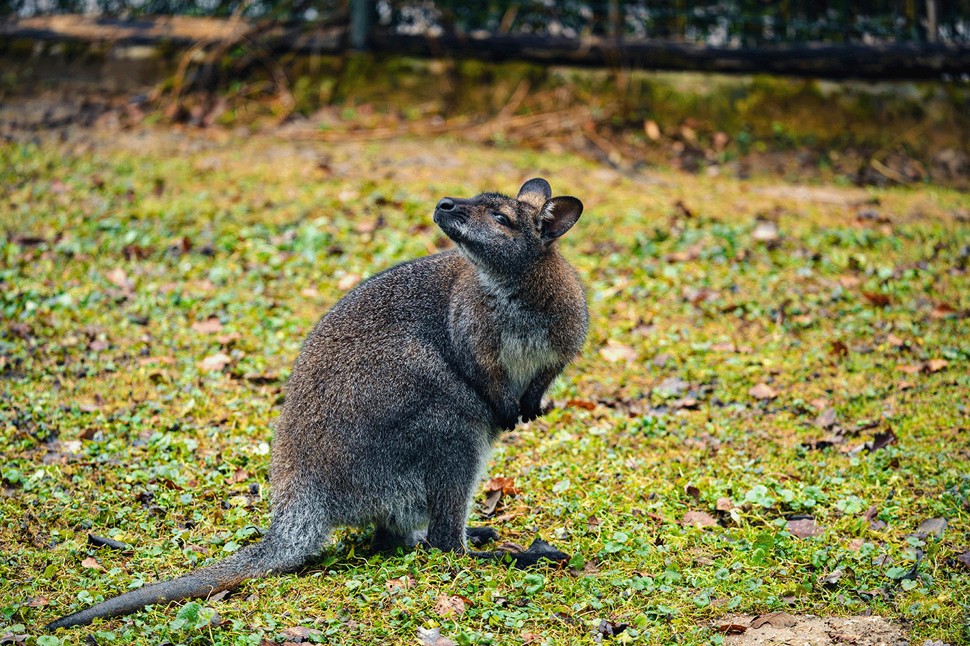 The Cost Of Preventing Species Extinctions In Australia New Paper