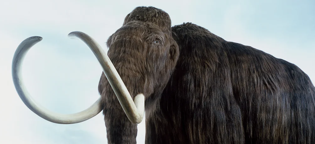 The Woolly Mouse and The Future of De-Extinction | Environment ...