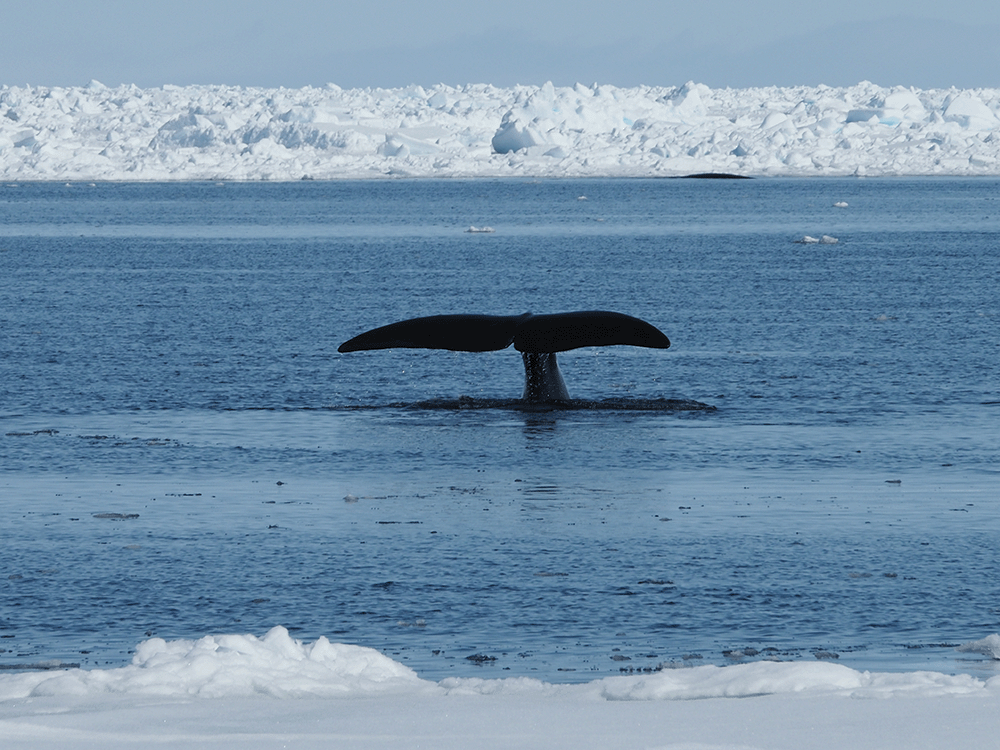 How the Past Helps Predict the Climate Future of Bowhead Whales ...
