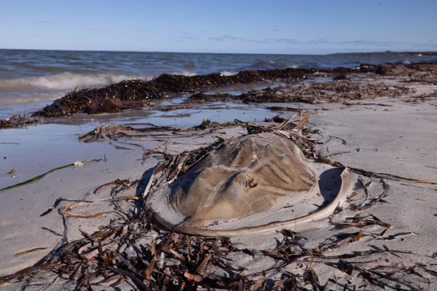 Steps to Clean Up the Algal Bloom | Environment Institute | University ...