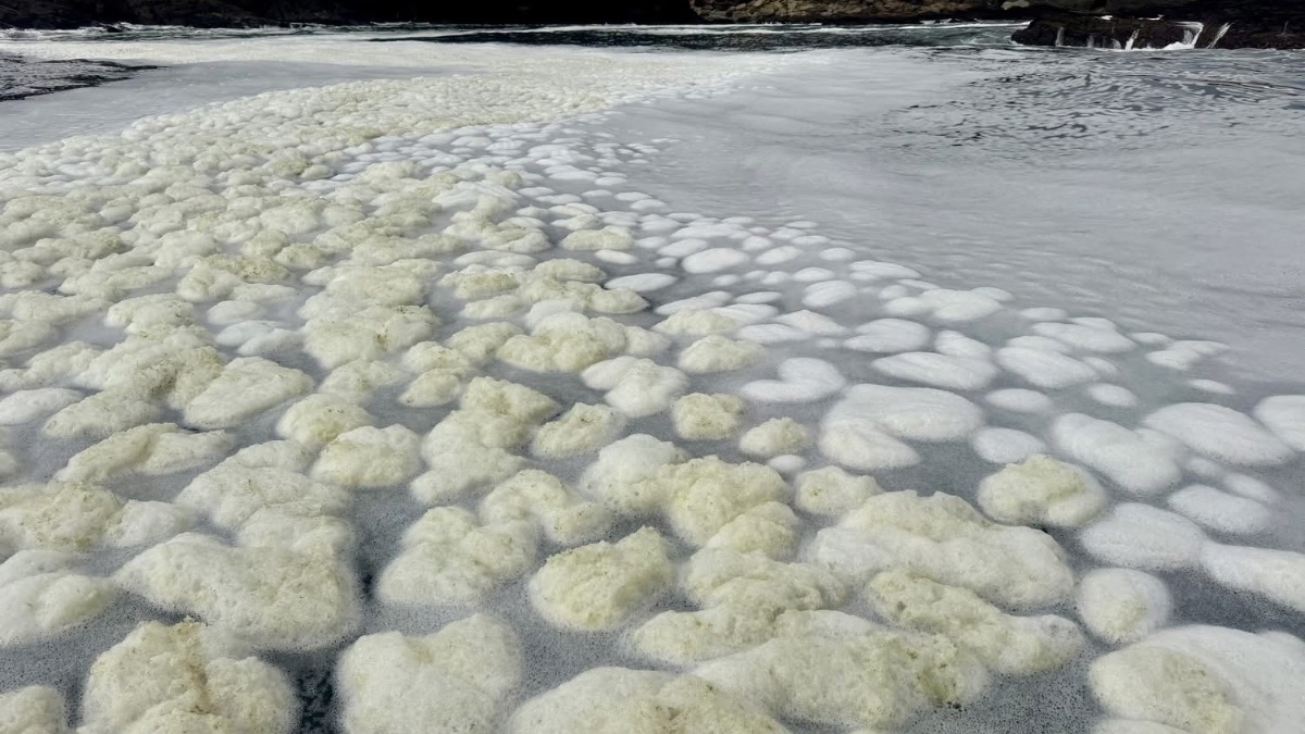 The Harmful Algal Bloom – moving to finding a solution | Environment ...