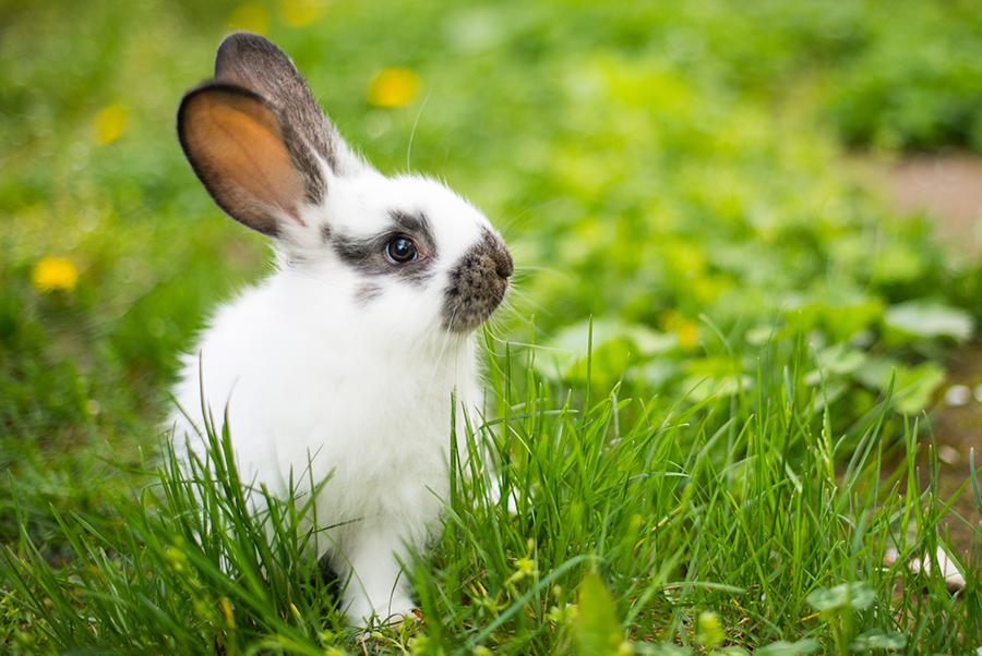 Feral Rabbits Evolve in Unexpected Ways | Environment Institute ...