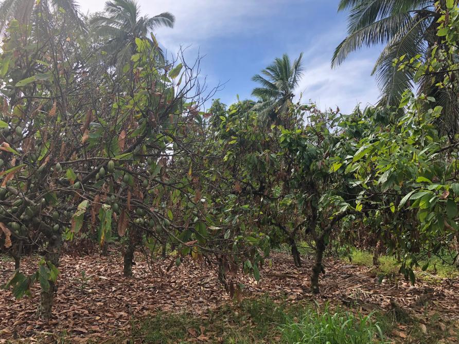Impact assessment of cocoa interventions in Vanuatu | The Centre for ...