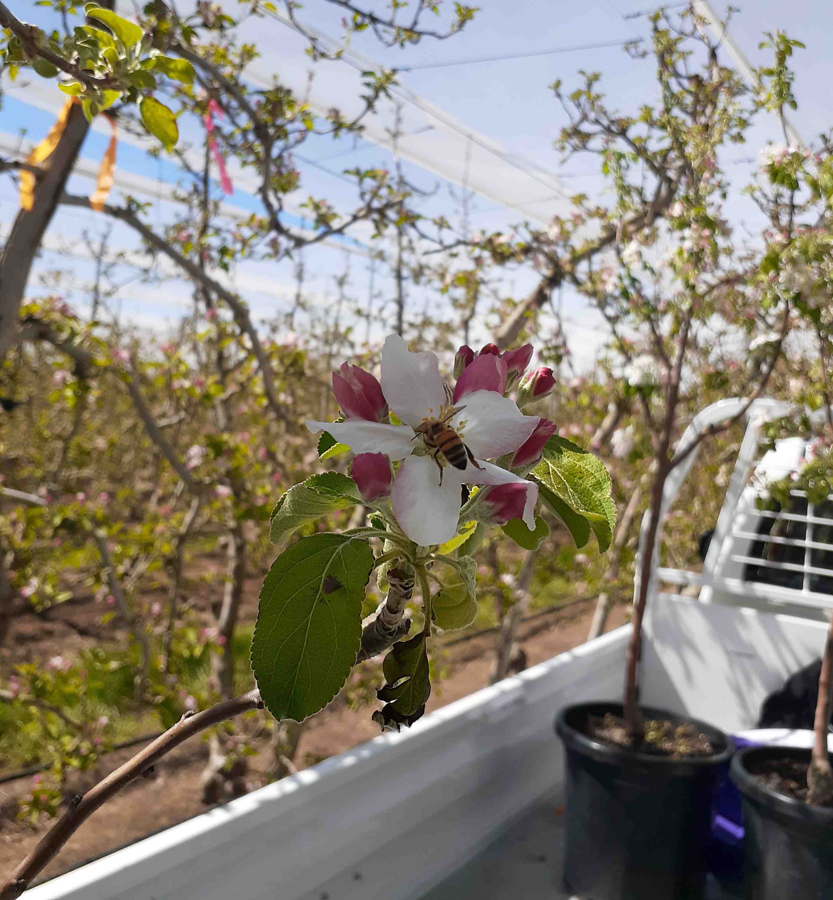Pollen home delivery sweet for honey bees | Newsroom | University of ...