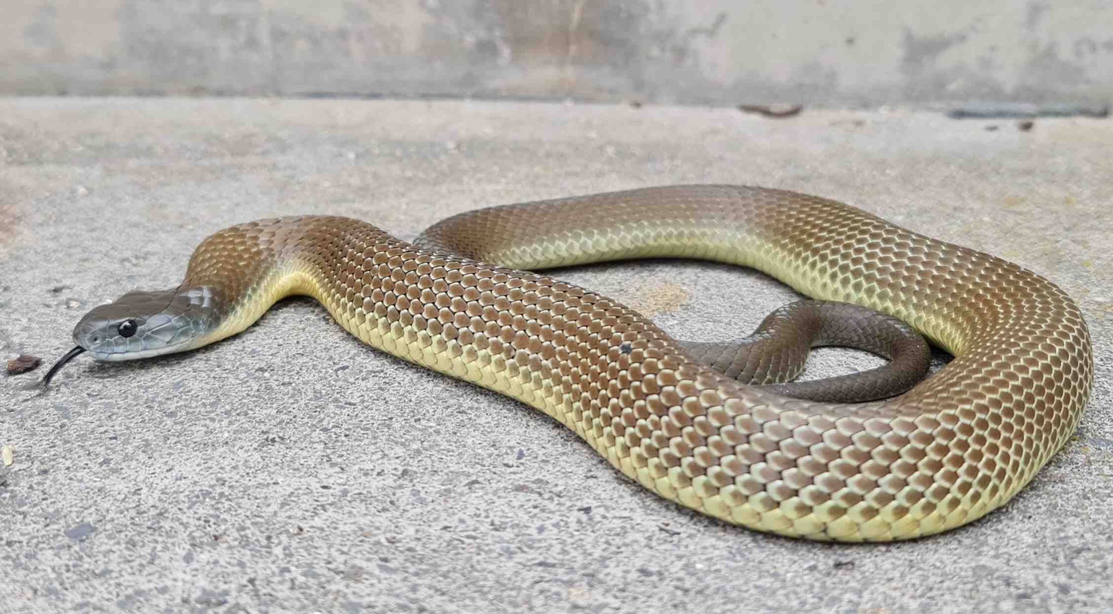 New study unlocks mystery origin of iconic Aussie snakes | Newsroom ...