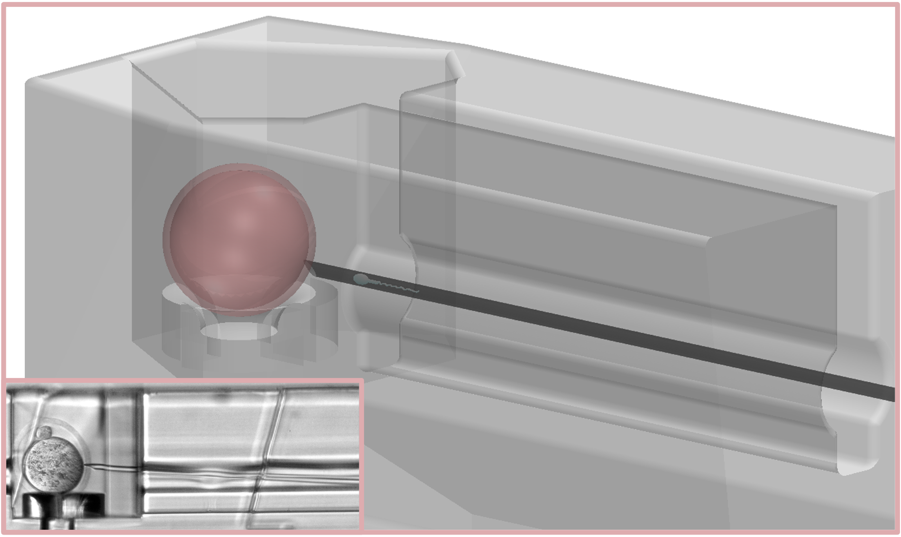 New micro device injects a boost to IVF success | Newsroom | University ...
