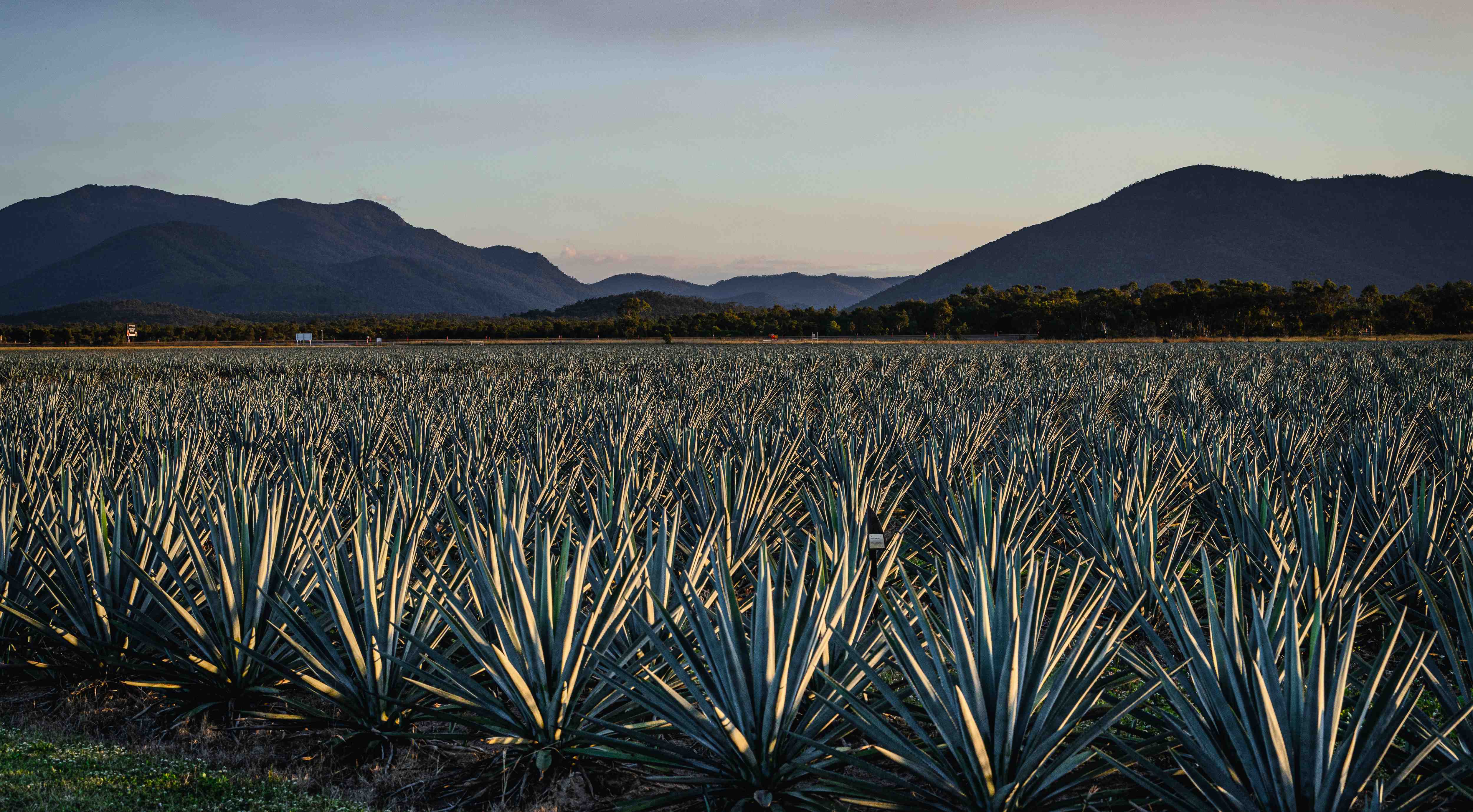 Spirit of Mexico with an Aussie twist | Newsroom | University of Adelaide