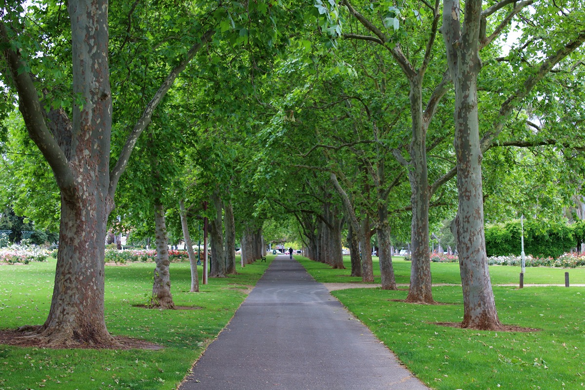 Trees are better for us than we realise | Newsroom | University of Adelaide