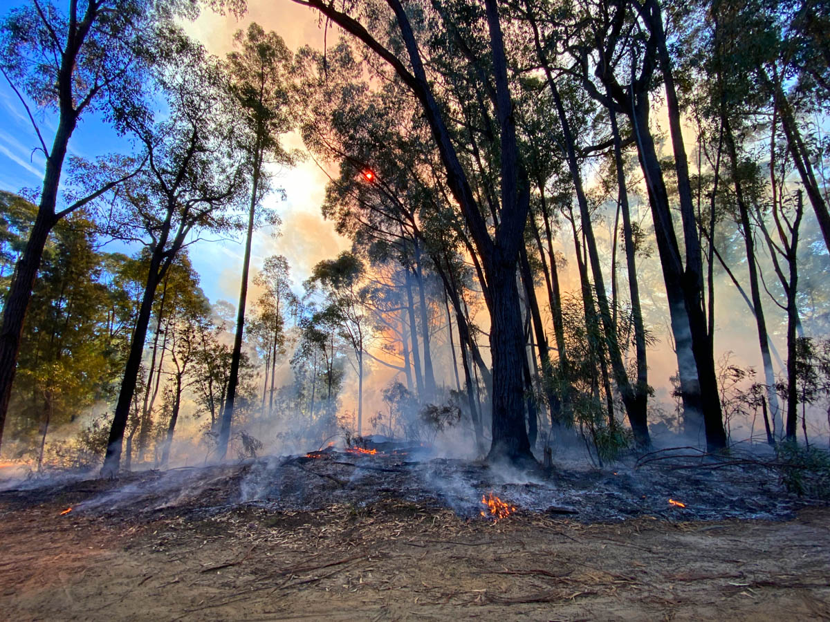 AI to lighten the load in the fight against bushfires | Newsroom ...