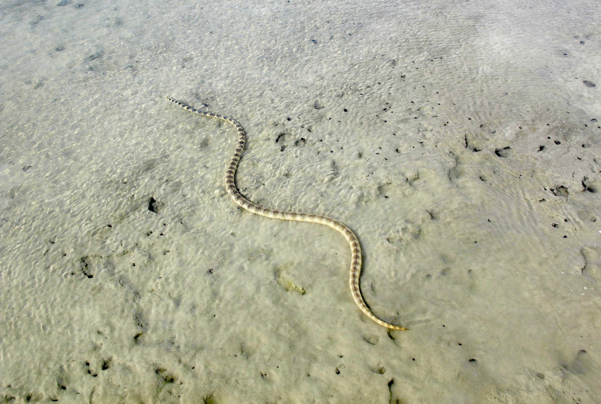 Sea snake vision evolved to regain colour | Newsroom | University of ...