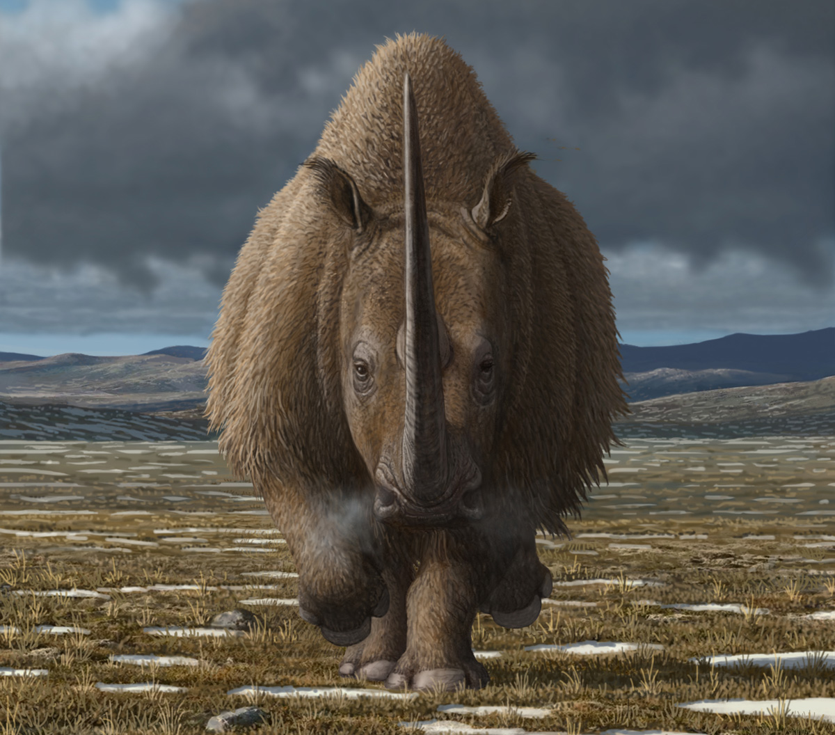 Human activity contributed to woolly rhinoceros’ extinction | Newsroom ...