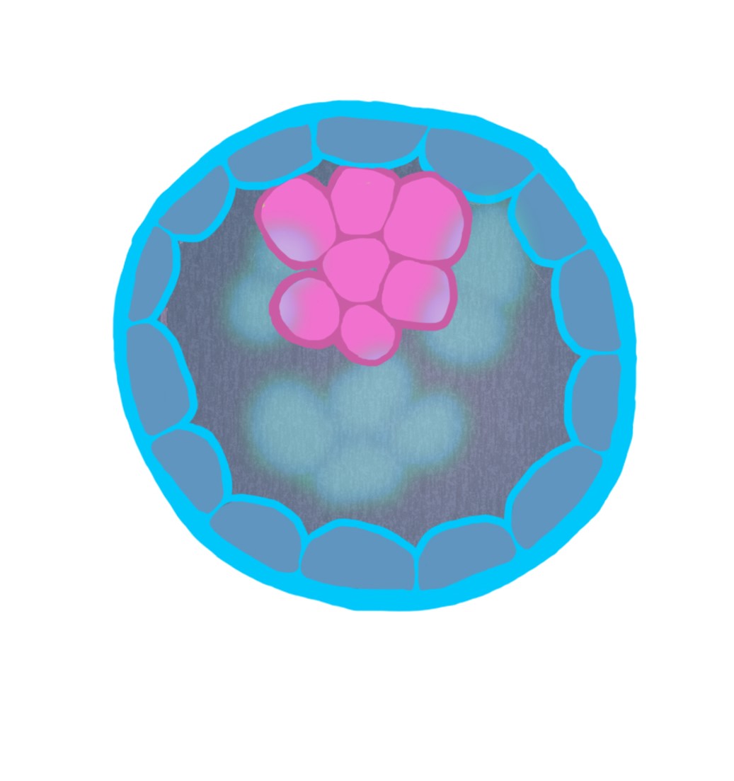 Embryo development holds key to healthy lifestyles | Newsroom ...