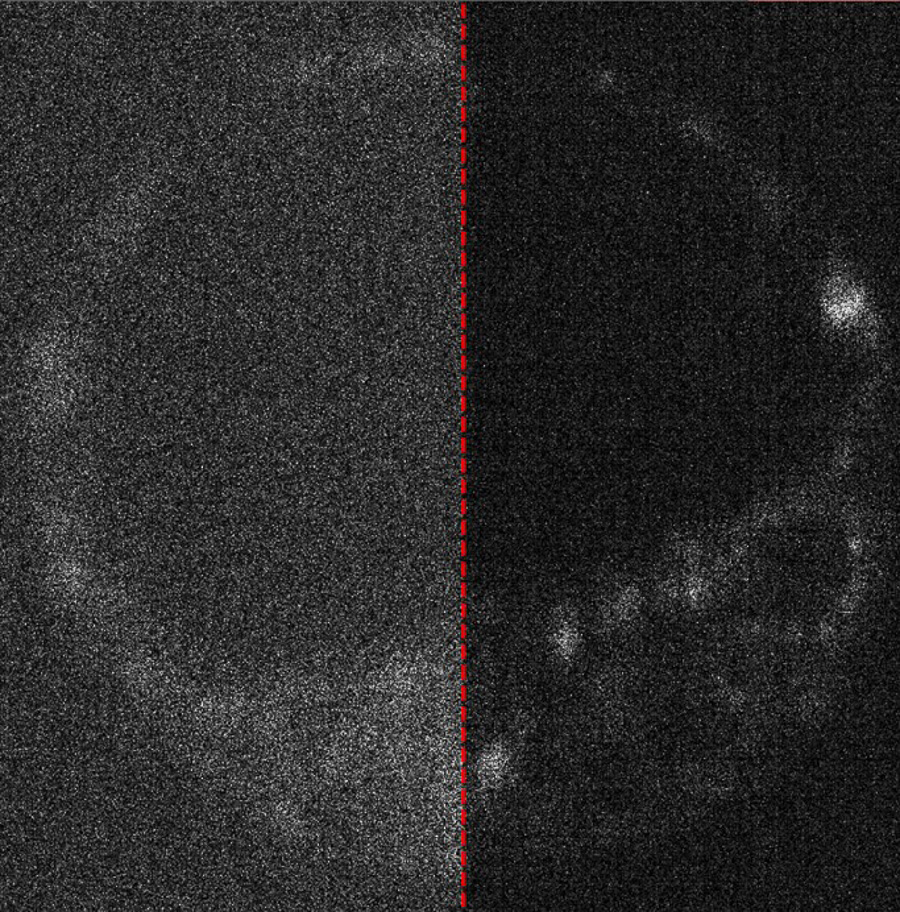 Quantum-inspired cameras capture the start of life | Newsroom ...