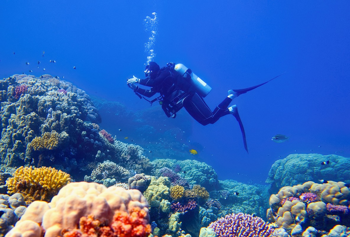 Underwater kin-making motivates reef recovery divers | Newsroom ...