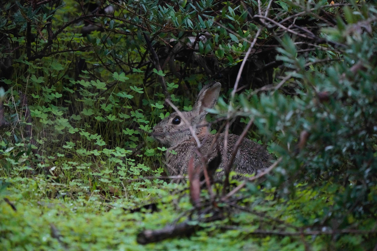 When domesticated rabbits go feral, new morphologies emerge | Newsroom ...