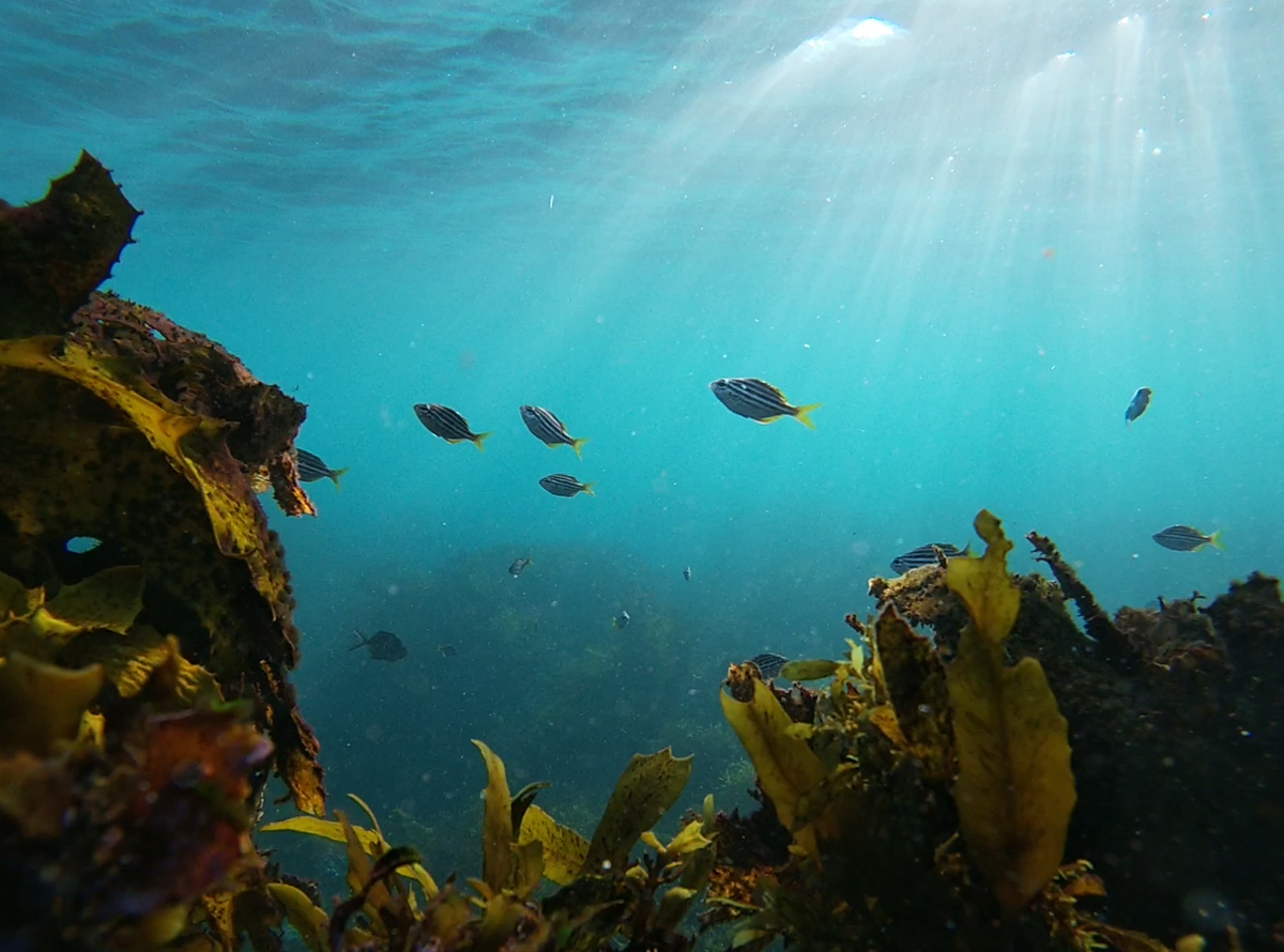 Fishy forensics improves tracking of fish migrations | Newsroom ...