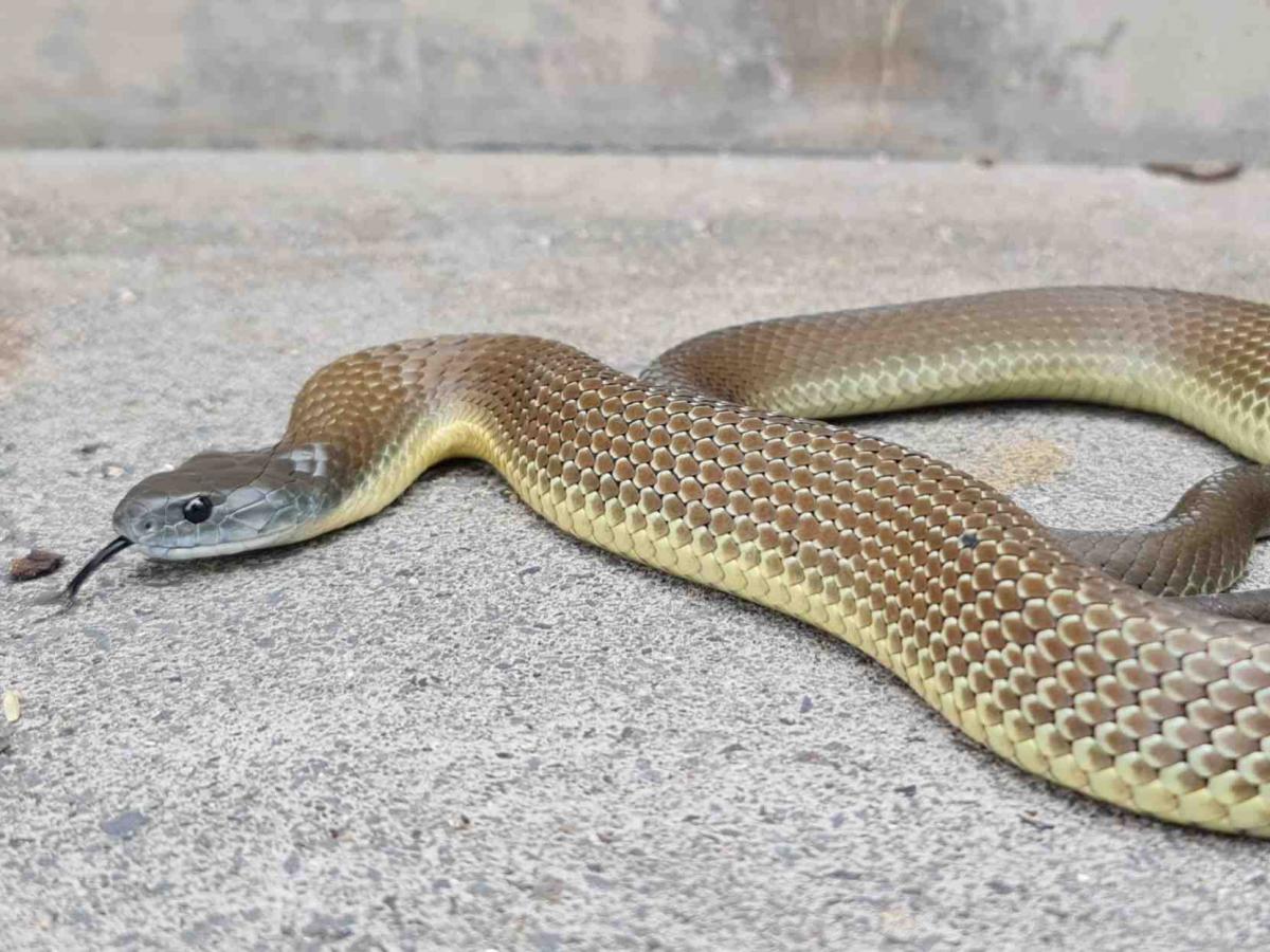 New study unlocks mystery origin of iconic Aussie snakes | Newsroom ...