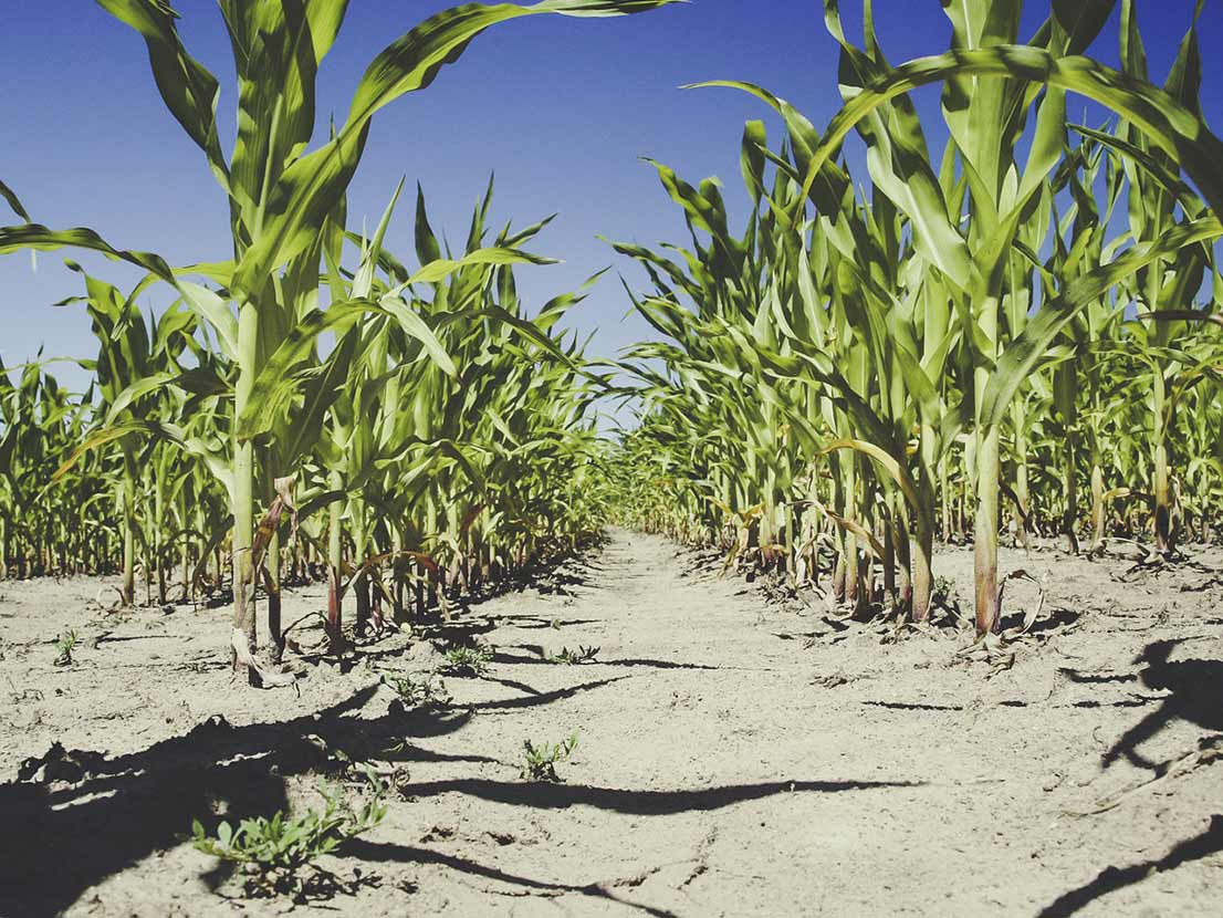 Finding food security in a changing climate | Research & Innovation ...