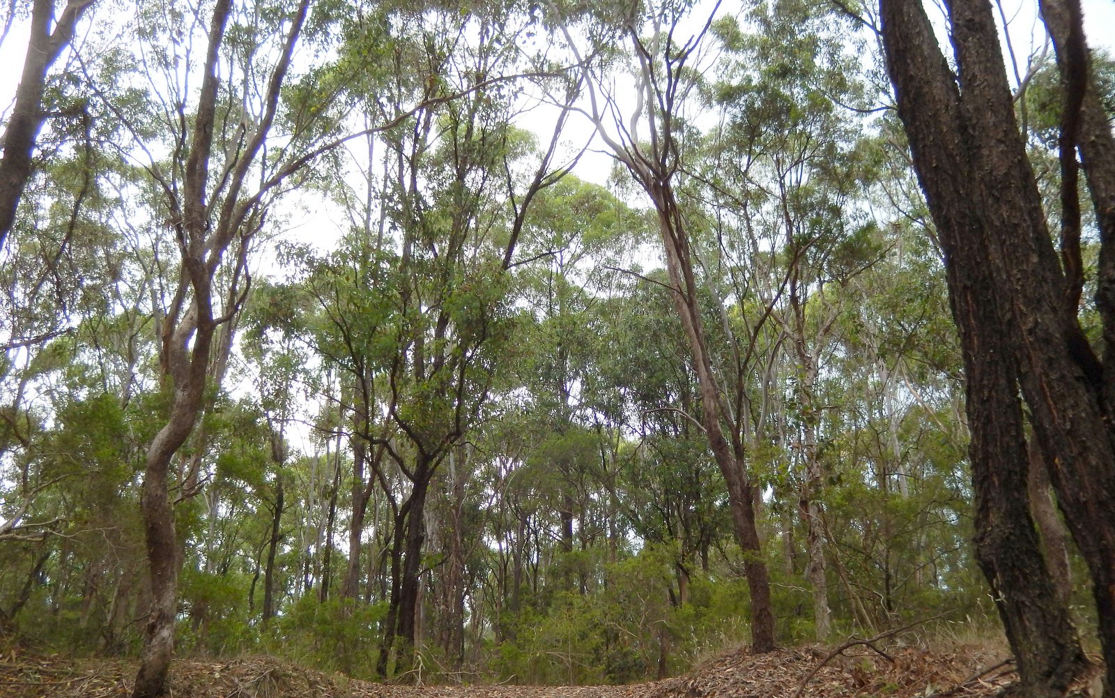 Fixing Australia’s extinction crisis means thinking bigger than ...