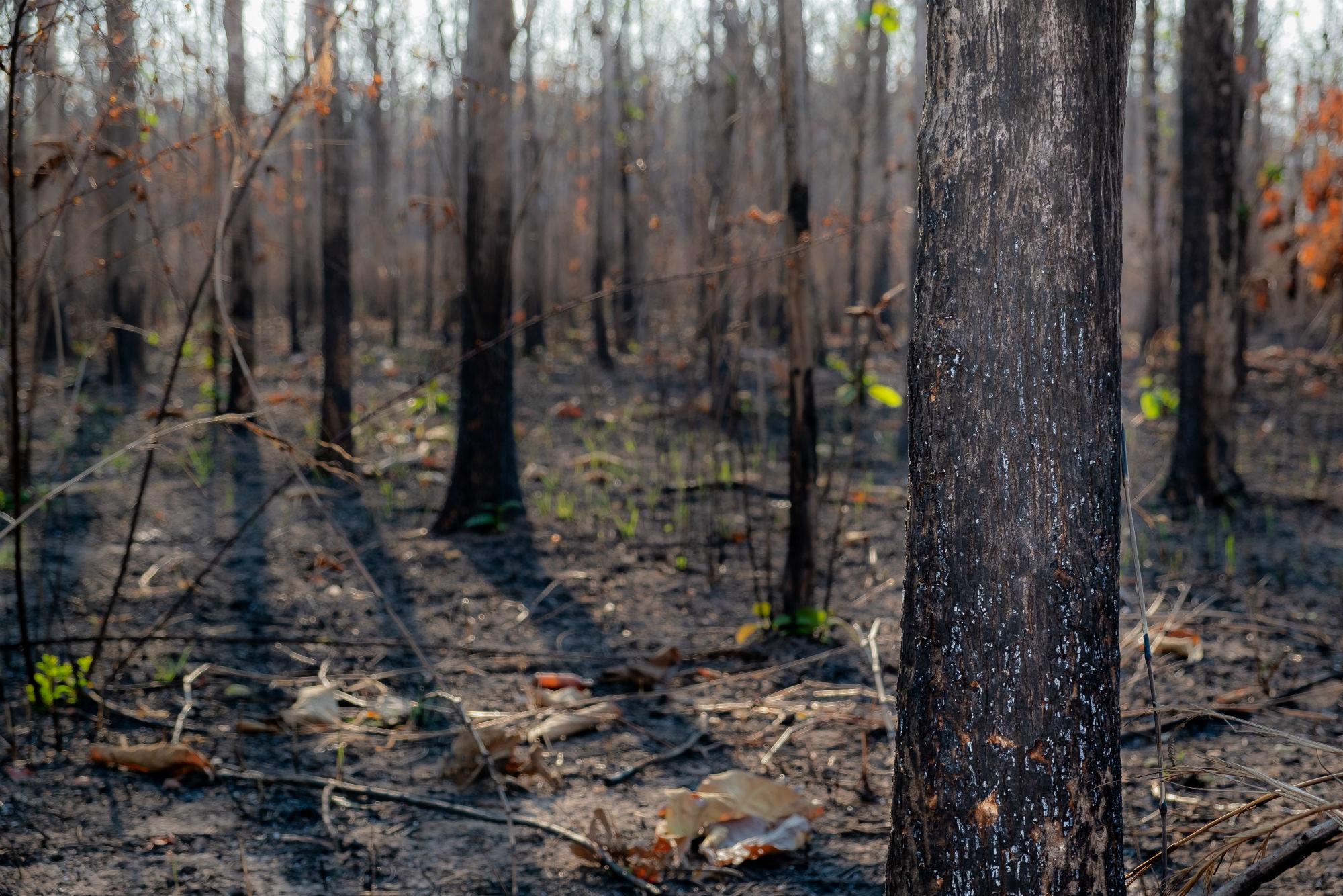 We need to act now to reduce future bushfire risk in the Australian ...