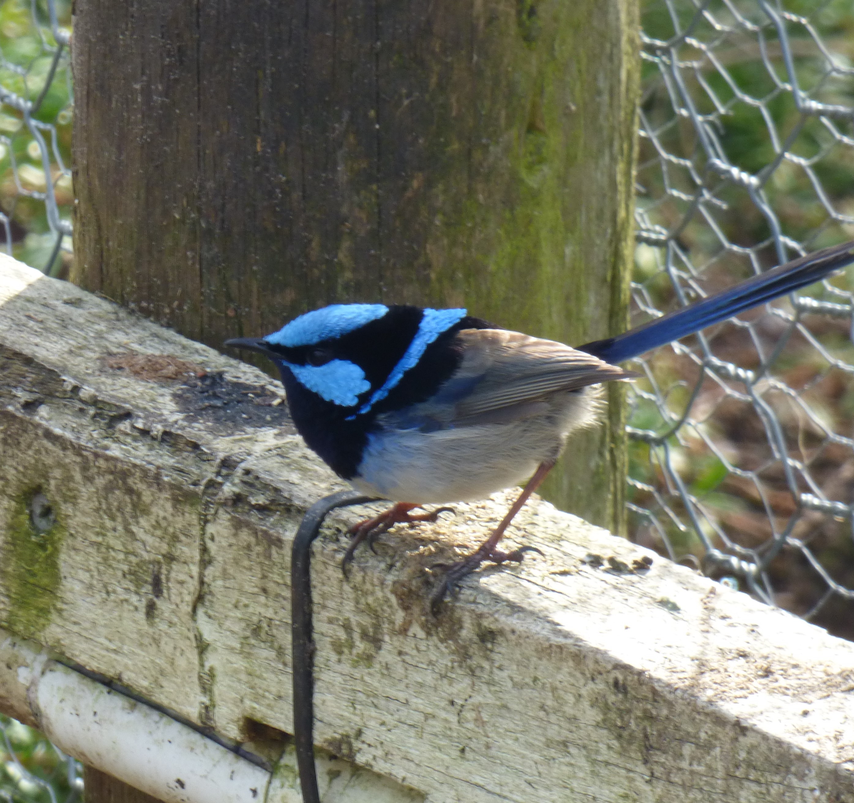 Australian birds are the best | Student Health and Wellbeing ...