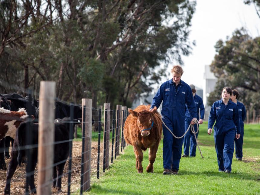 Veterinary Services | Roseworthy Veterinary Hospital | University of ...