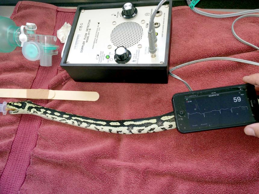 Monitoring a snake ECG using a smartphone | Roseworthy Veterinary ...