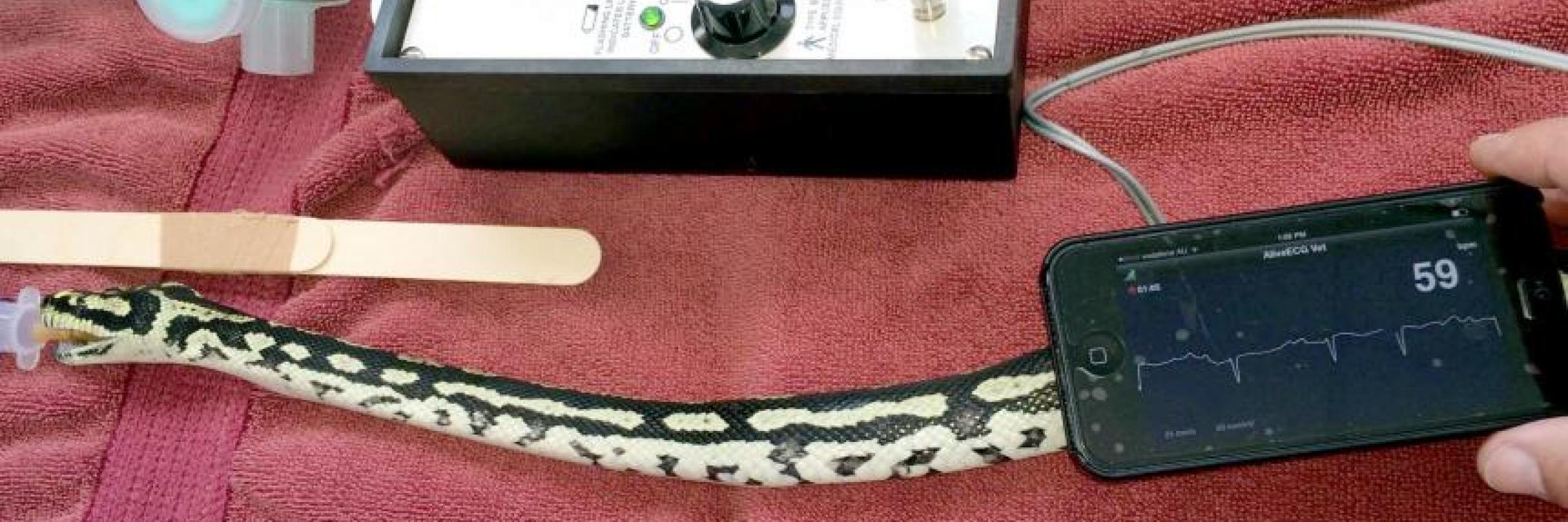 Monitoring a snake ECG using a smartphone | Veterinary Health Centres ...