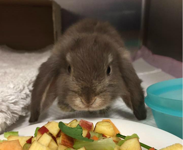 Calici Virus fatal to pet rabbits – vaccines available at the Companion ...